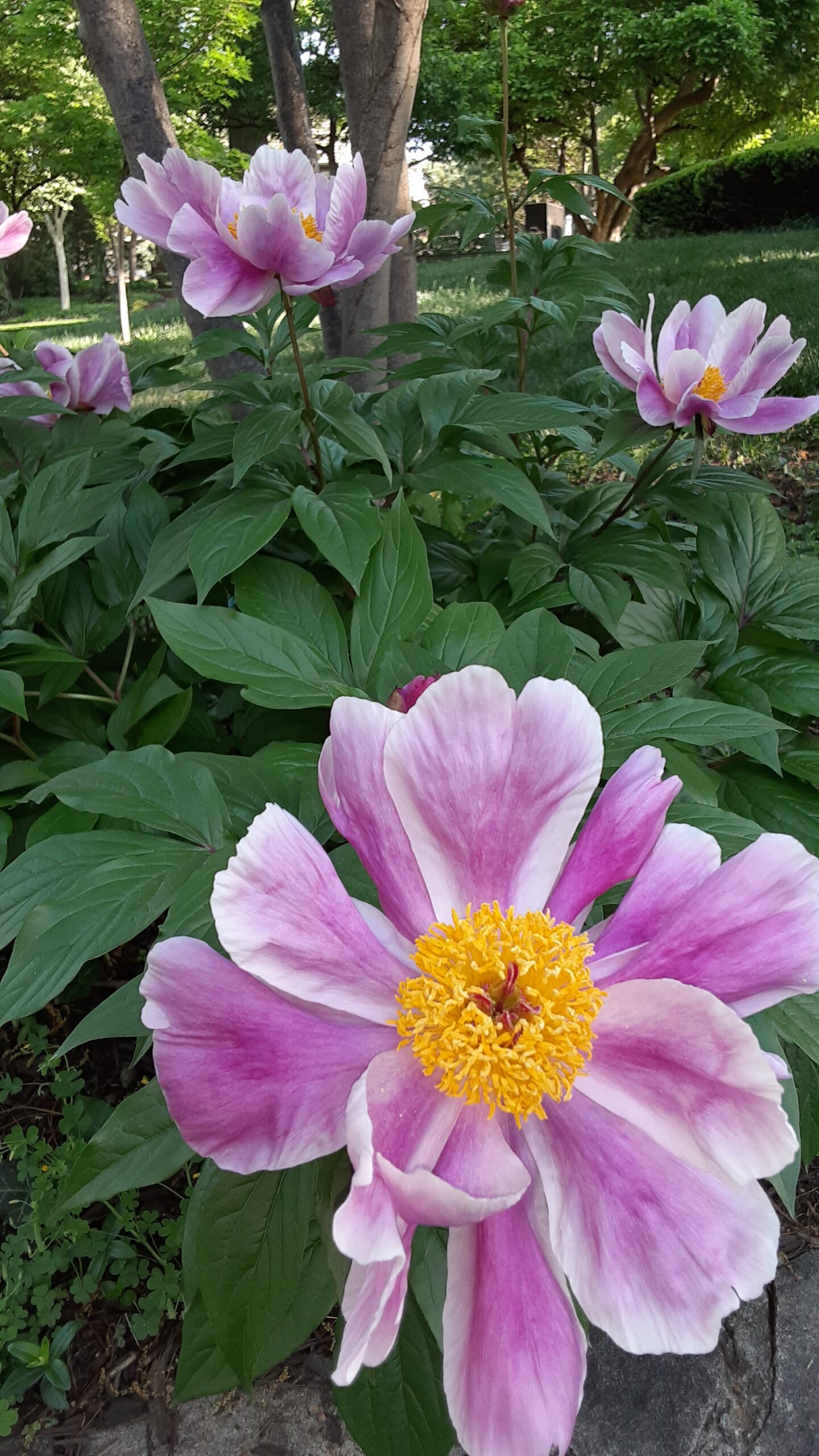 Late spring topics: peonies, rogue trees, and new plants - My Wild Garden