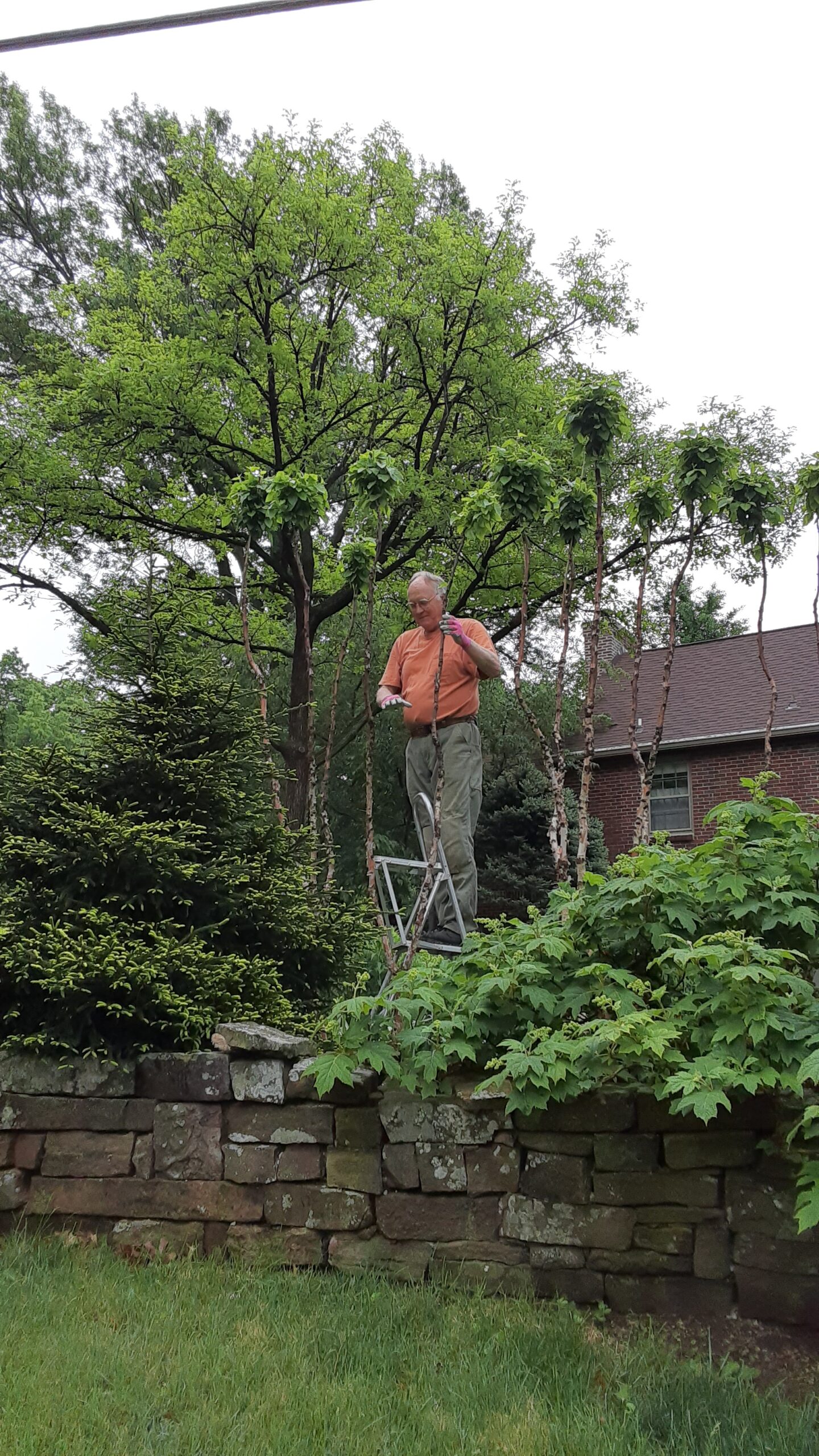 A conversation withTalis Bergmanis - My Wild Garden